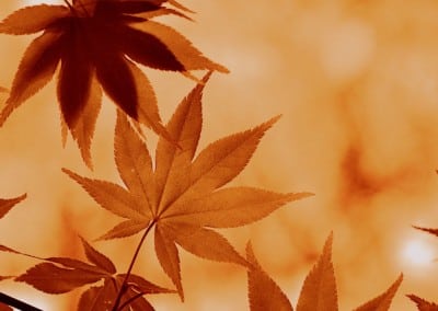 Autumn Burning LinkedIn Background. | Arielle Executive